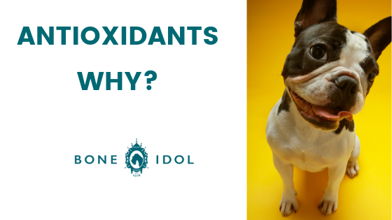 Antioxidants In Dog Food – Slobber & Chops