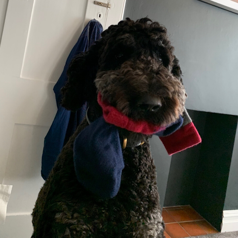 An interview with Doris, Bone Idol Chief Food Officer – Slobber & Chops