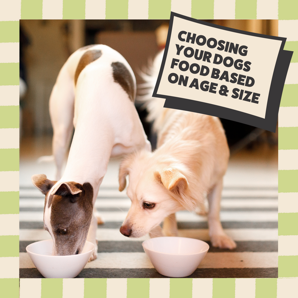How to Choose the Right Dog Food Based on Your Dog’s Age, Size, and Ac ...