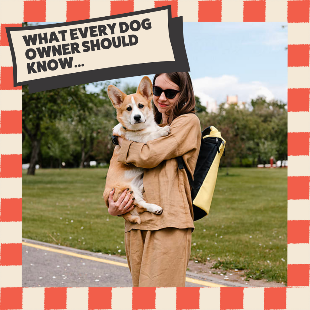 What Every Dog Owner Should Know: 5 Tips from an Animal Science Perspe ...