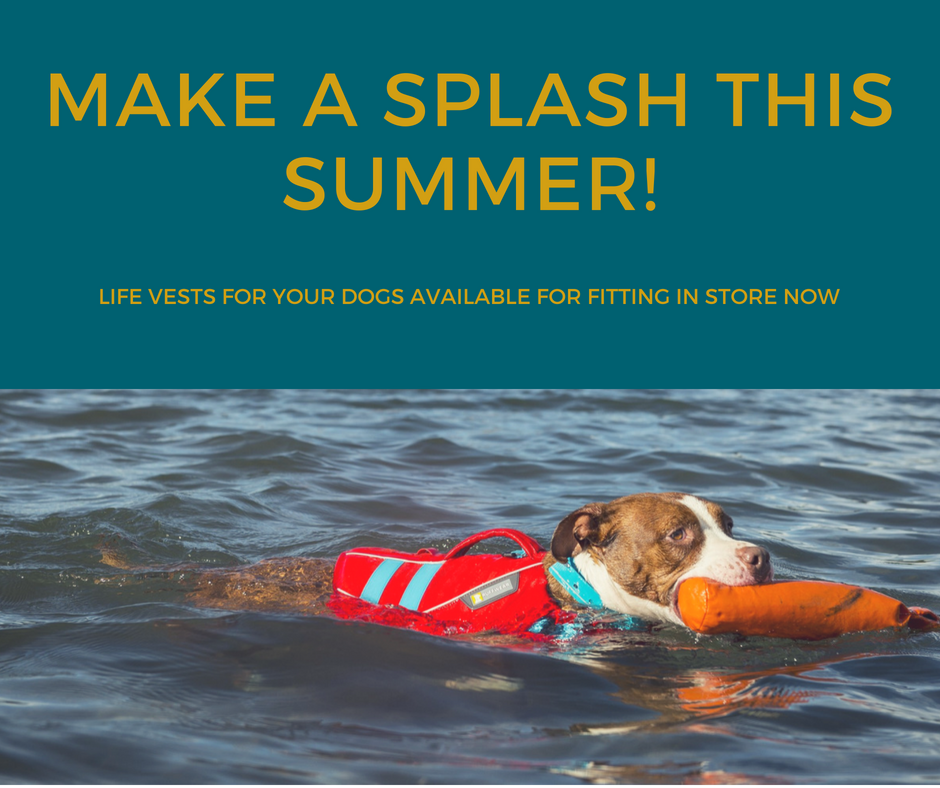 Make a Splash With Dog Seaside Essentials & Water Safety – Slobber & Chops